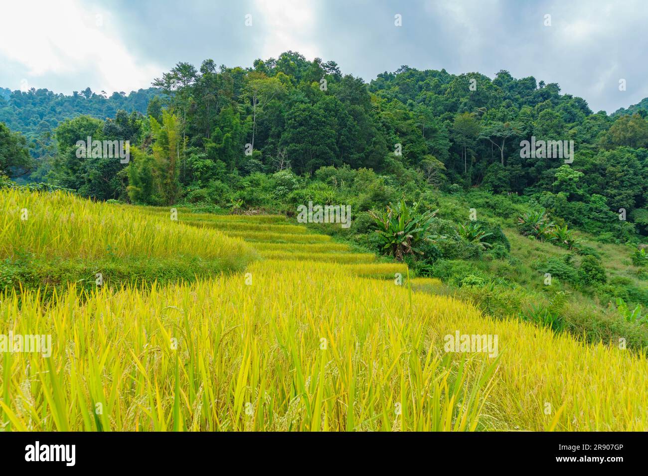 Discover the hidden rice terraces of Northern Thailand Stock Photo - Alamy
