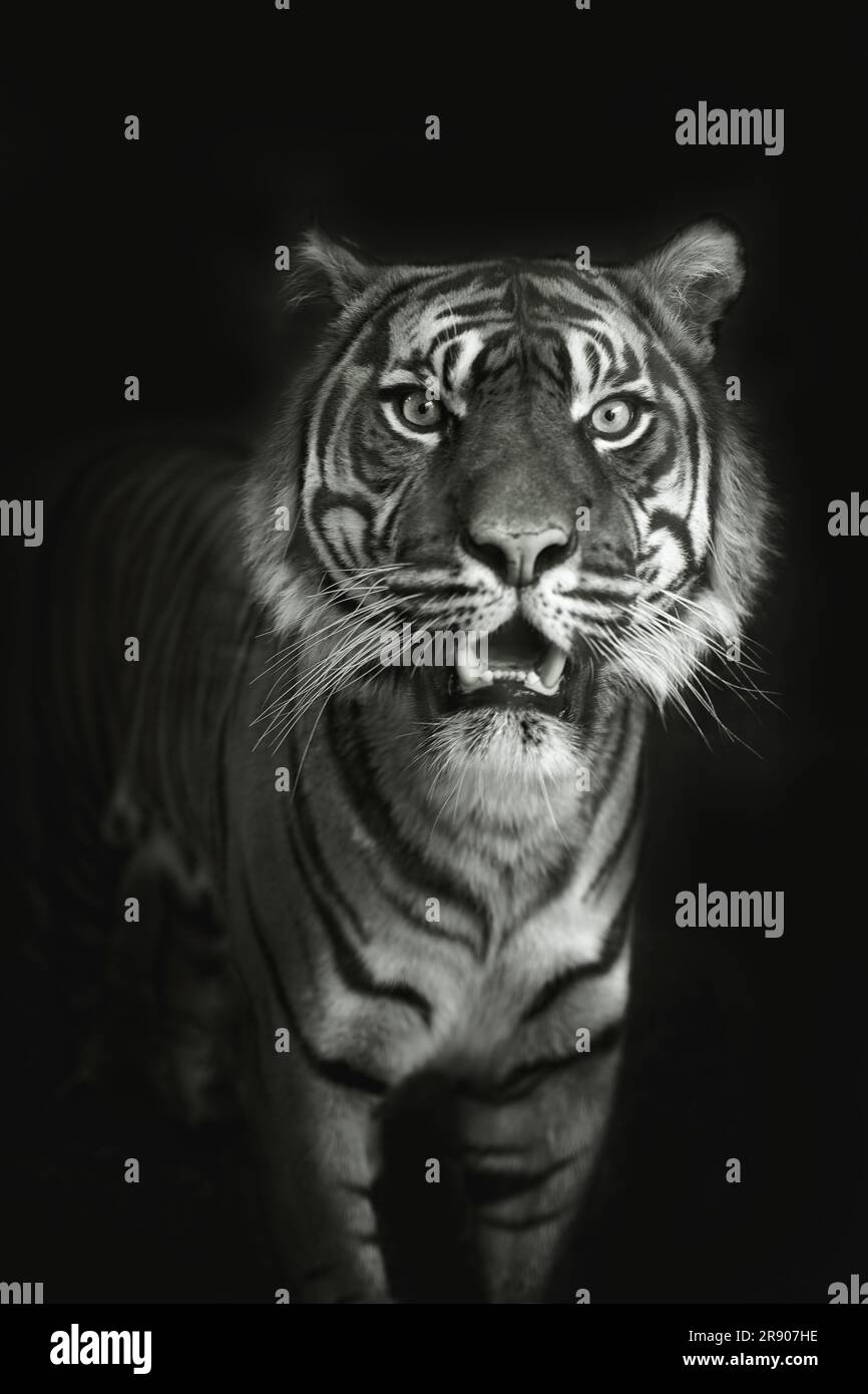 Black and white portrait of a tiger walking straight and looking at ...