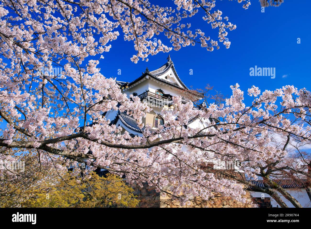 Hikonejo hi-res stock photography and images - Alamy