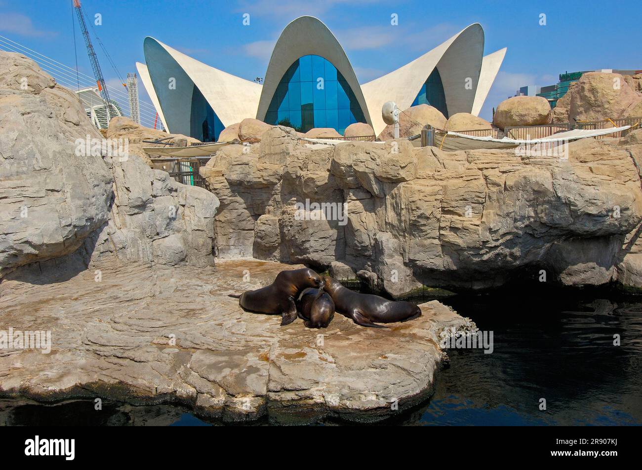 Sea lions, in front of L'Oceanografic marine park, architect Santiago ...