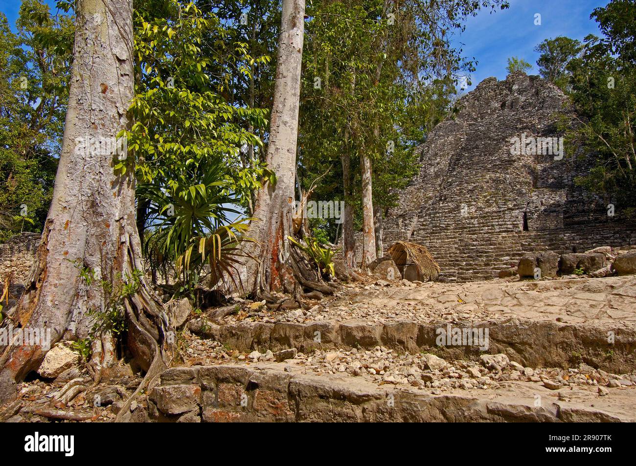 Mayan Ruins of Coba, Caribe, Quintana Roo, Riviera Maya, Yucatan ...