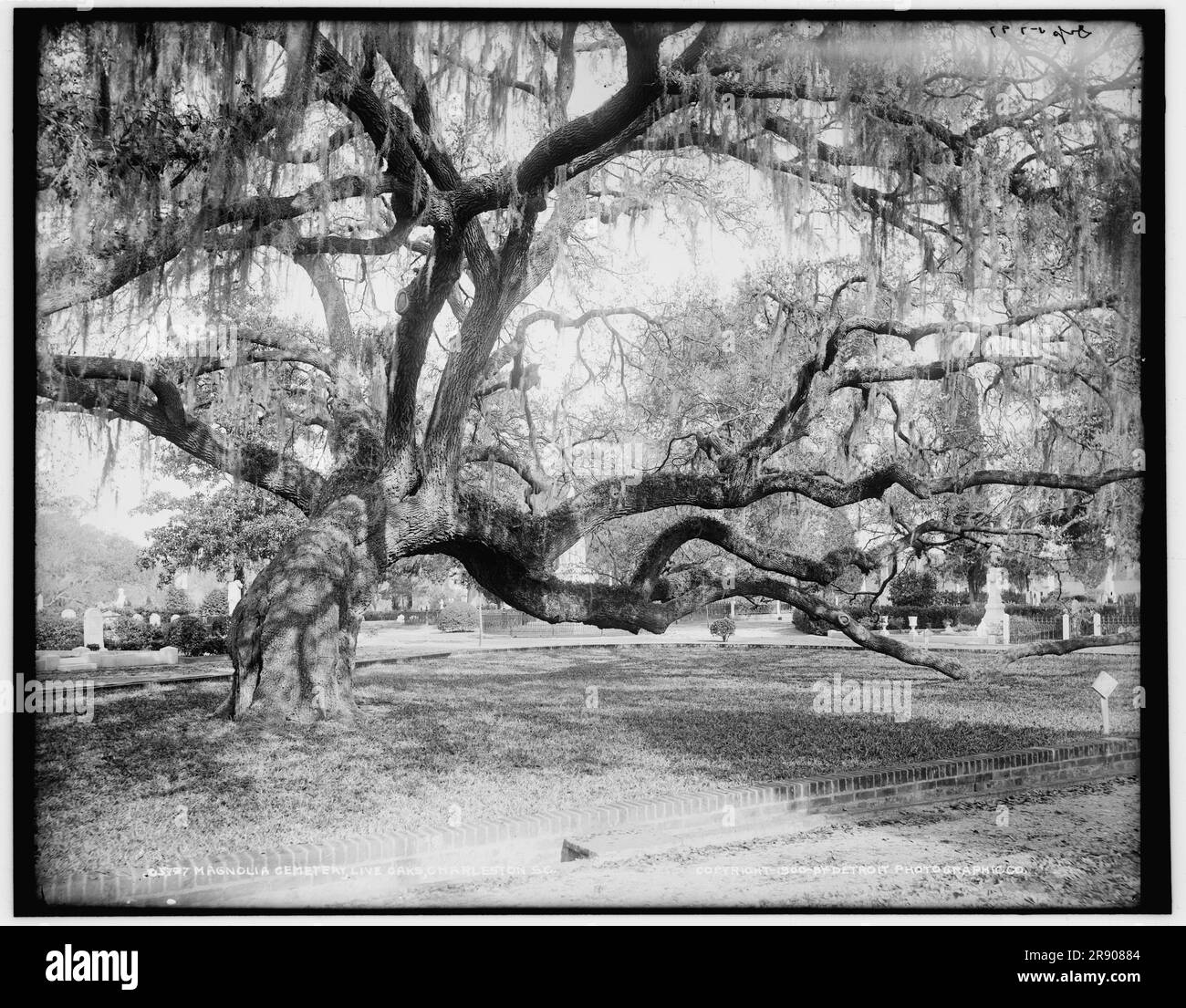 Live oak trees in Black and White Stock Photos & Images - Alamy