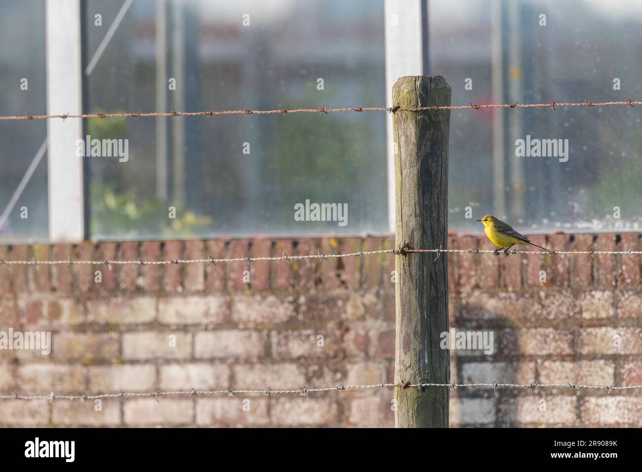 British Yellow Wagtail, Motacilla flava flavissima, at Katwijk ...