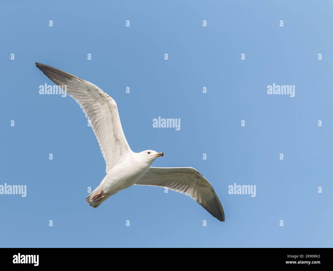 Immature Caspian Gull, Larus cachinnans, migrating in spring past ...