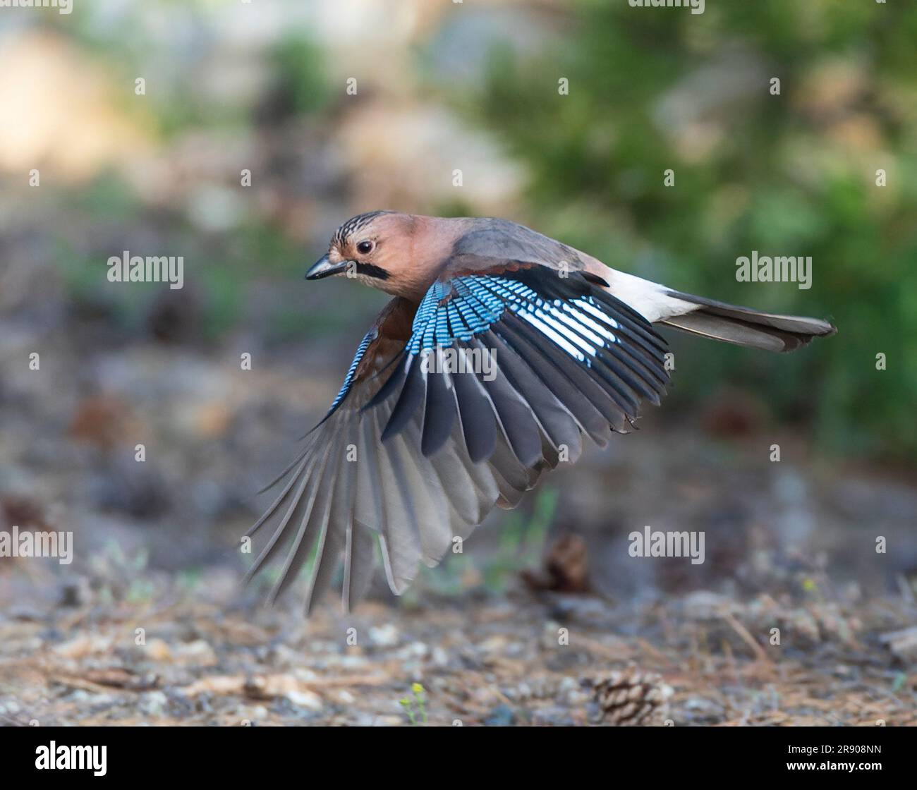Cyprus Eurasian Jay, Garrulus glandarius glaszneri, on Cyprus. Endemic ...