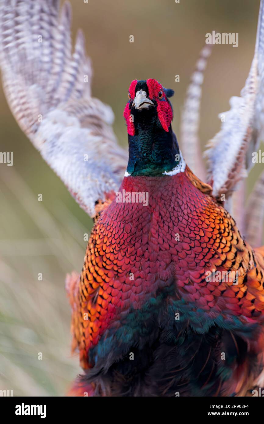 Male Common Pheasant (Phasianus colchicus) in breeding plumage up close ...