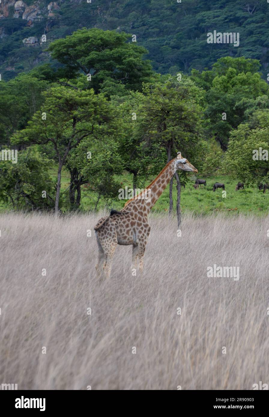 A giraffe in tall grass in a nature reserve in Zimbabwe. Credit: Vuk ...
