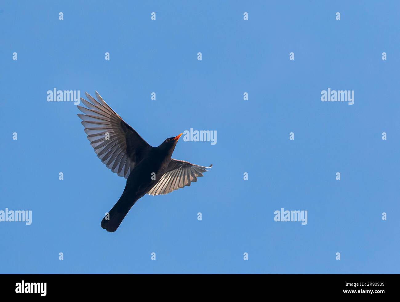 Blackbird flying isolated hi-res stock photography and images - Alamy