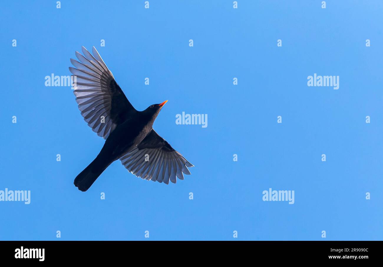 Blackbird flying isolated hi-res stock photography and images - Alamy