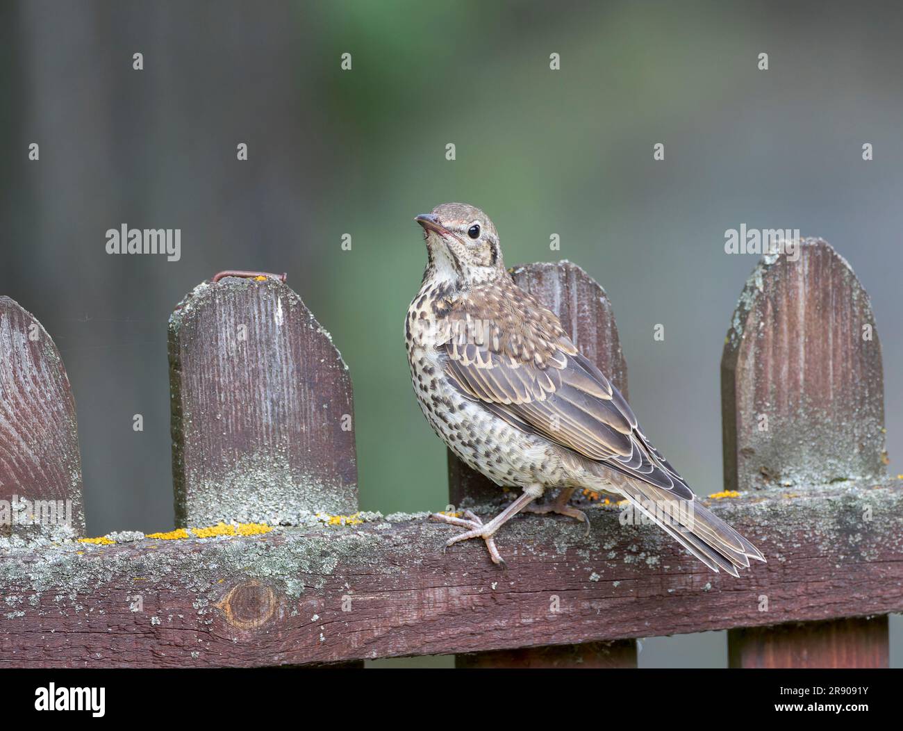 Turdus viscivoruss hi-res stock photography and images - Alamy