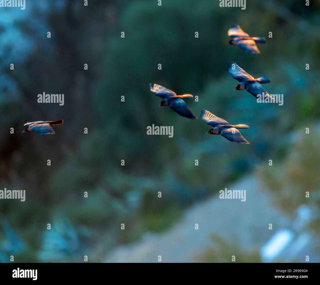 Weestern Jackdaw, Coloeus monedula spermologus. Flock in flight above ...