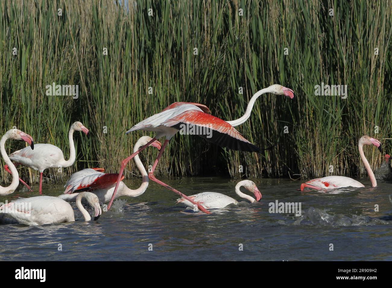 Greater Flamingo, phoenicopterus ruber roseus, Adult in Flight, Taking ...