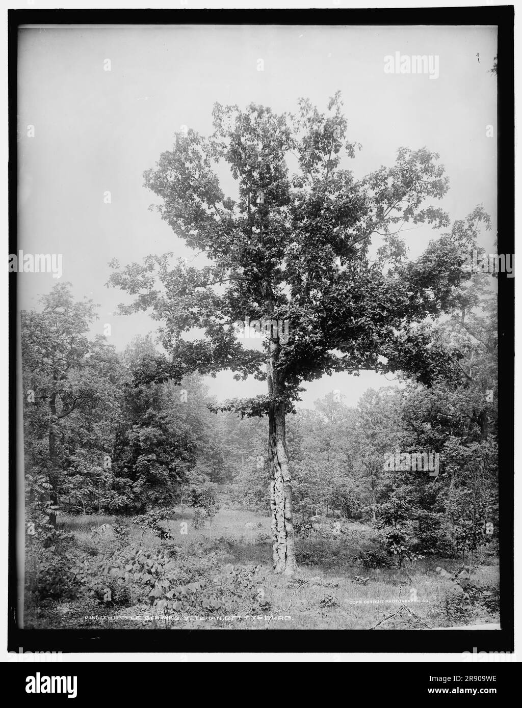 Scarred 19th century hi-res stock photography and images - Alamy