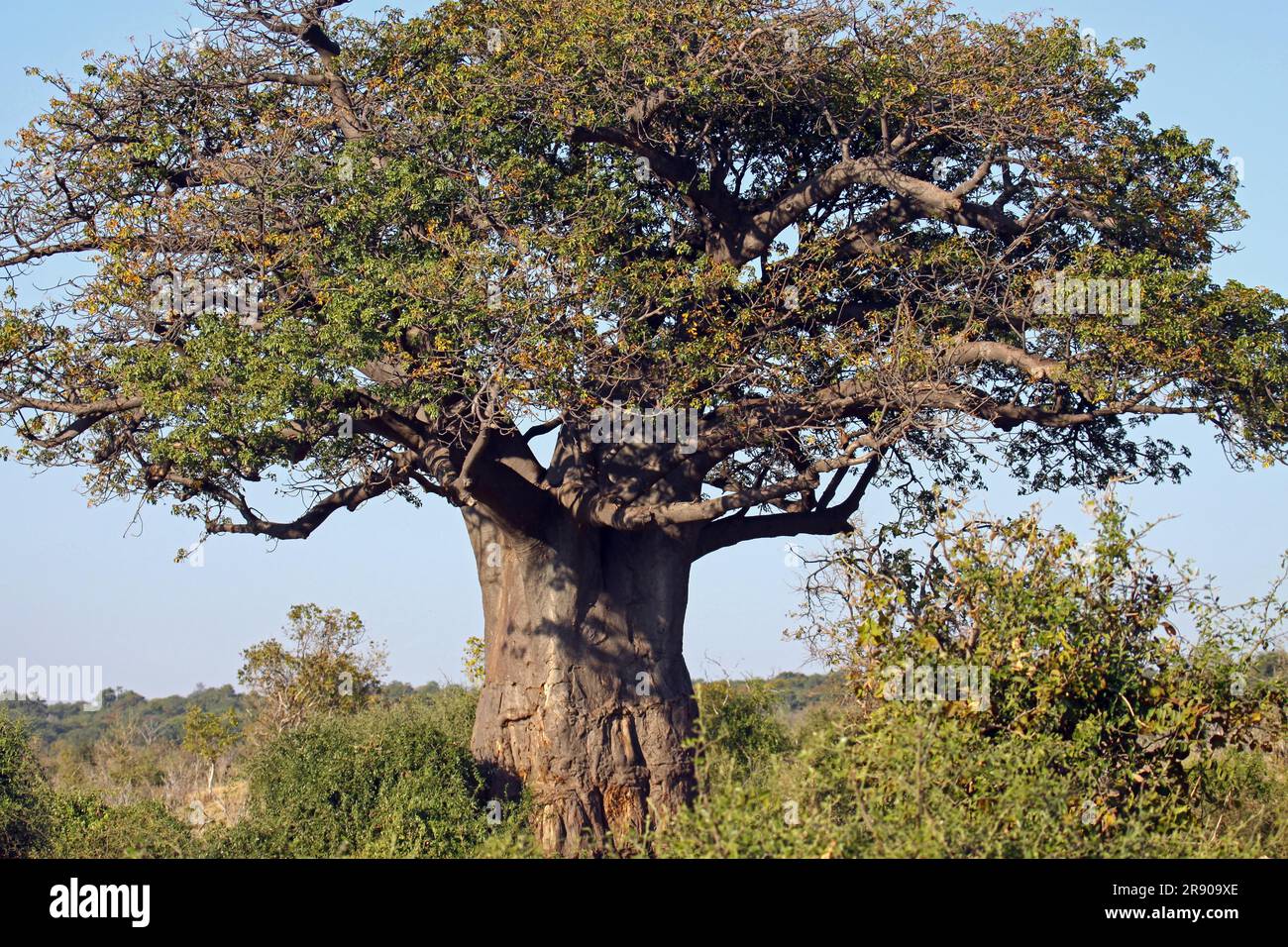 African big tree hi-res stock photography and images - Alamy