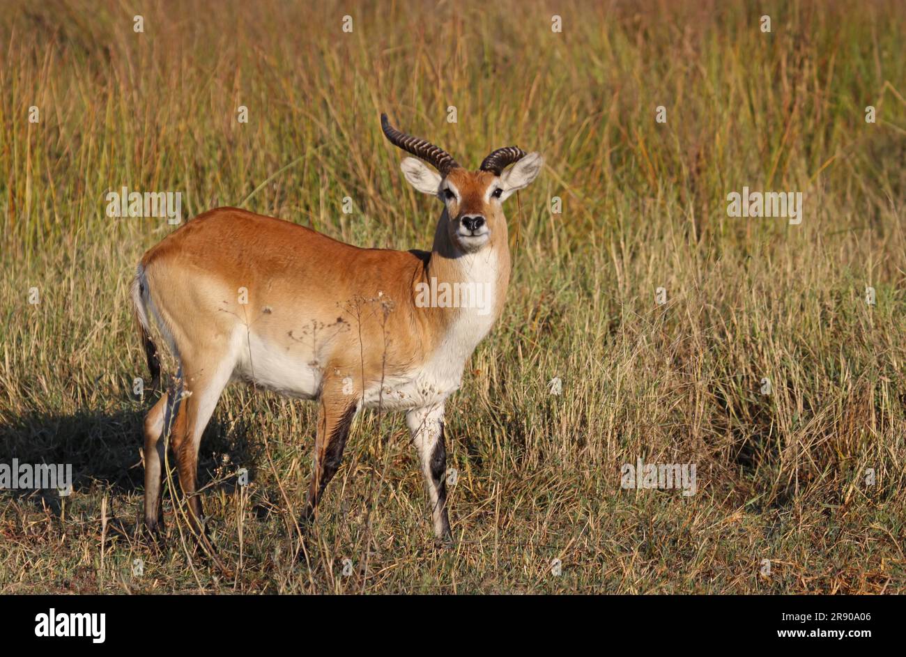 Red lechwe, bog antelope, in Moremi Game Reserve Botswana Stock Photo ...