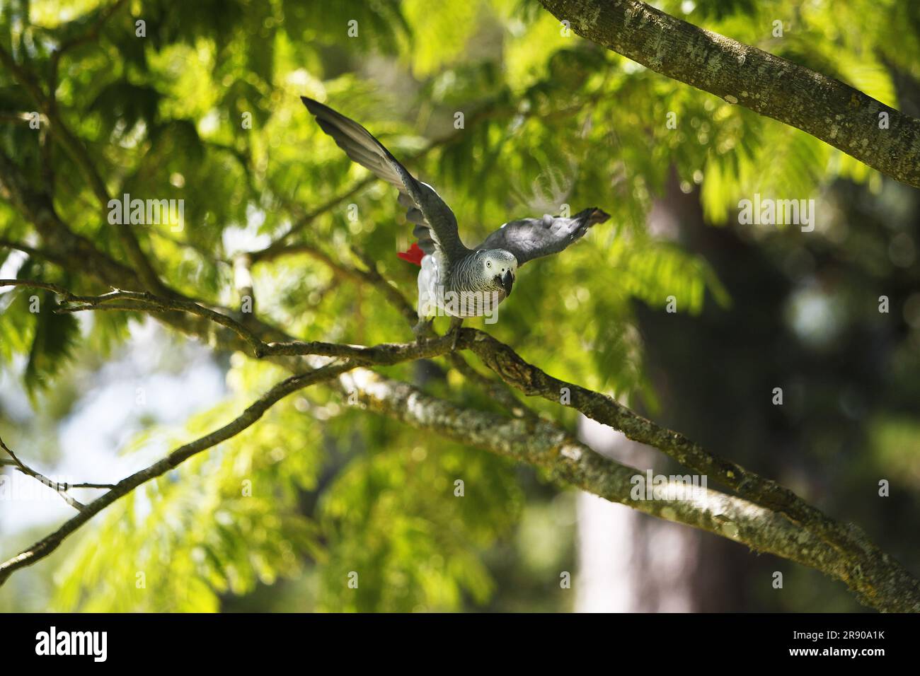 African Grey Parrot, psittacus erithacus, Adult in Flight, Taking off ...
