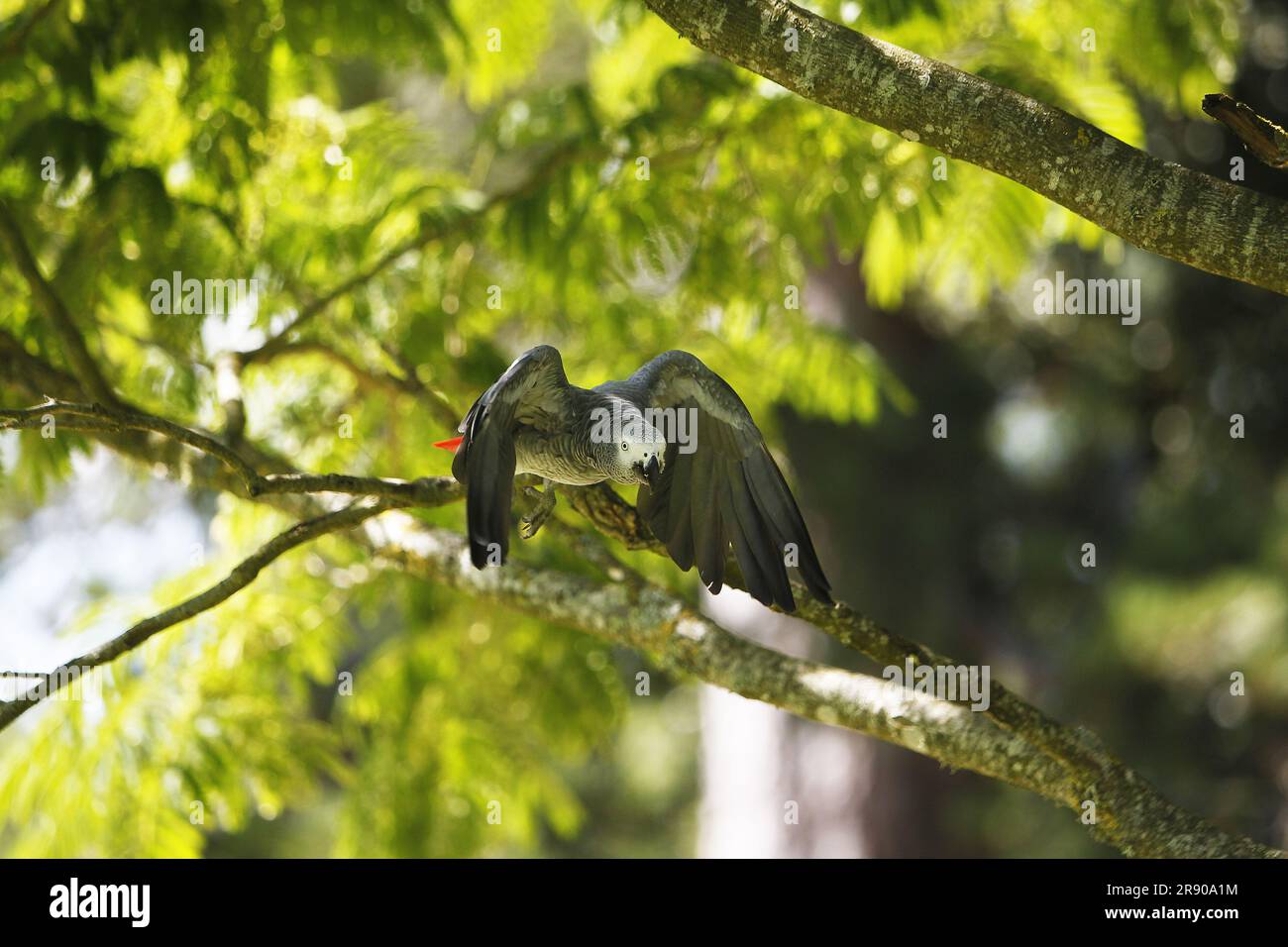 African grey parrot flying hi-res stock photography and images - Alamy