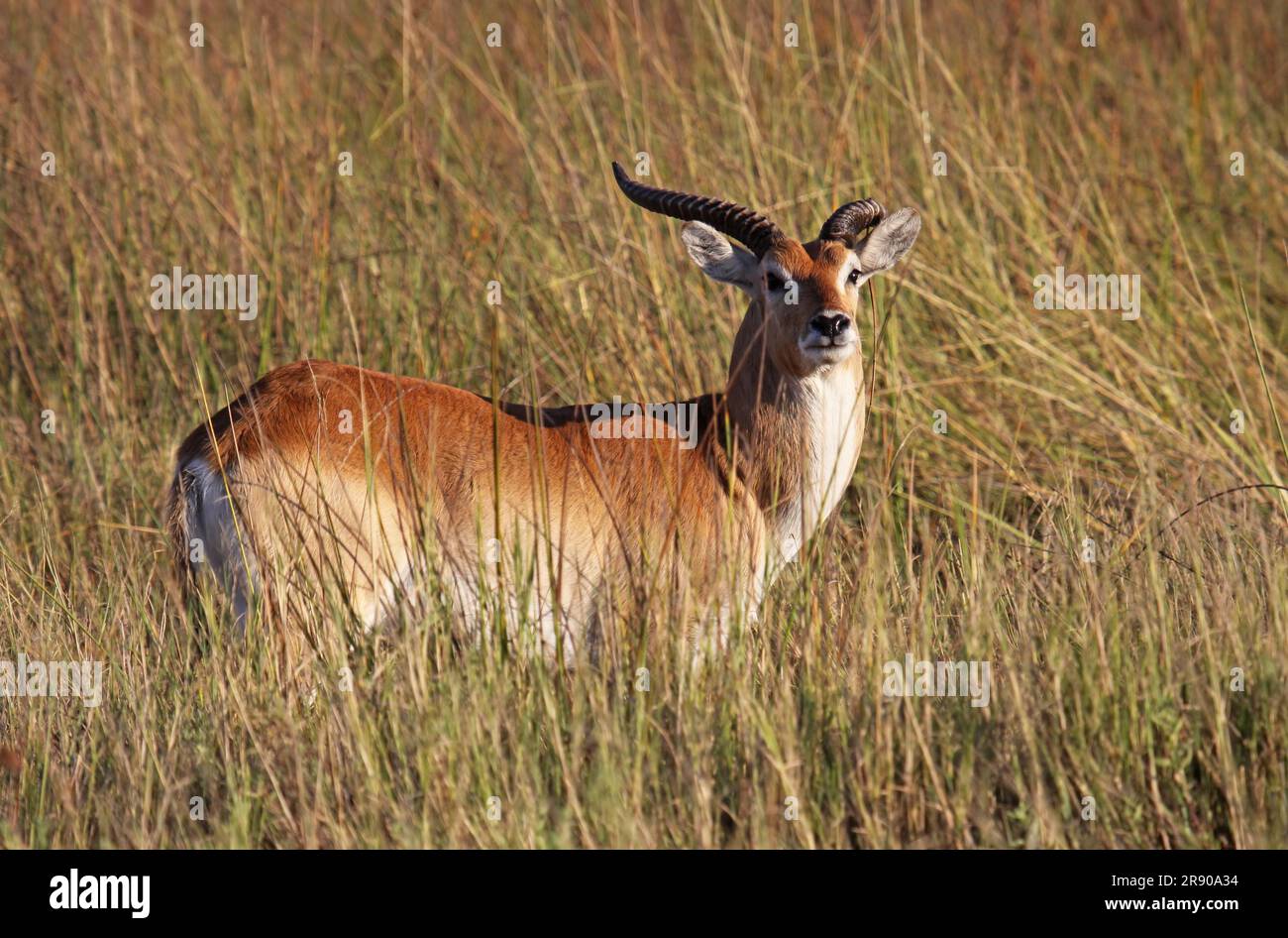 Red lechwe, bog antelope, in Moremi Game Reserve Botswana Stock Photo ...