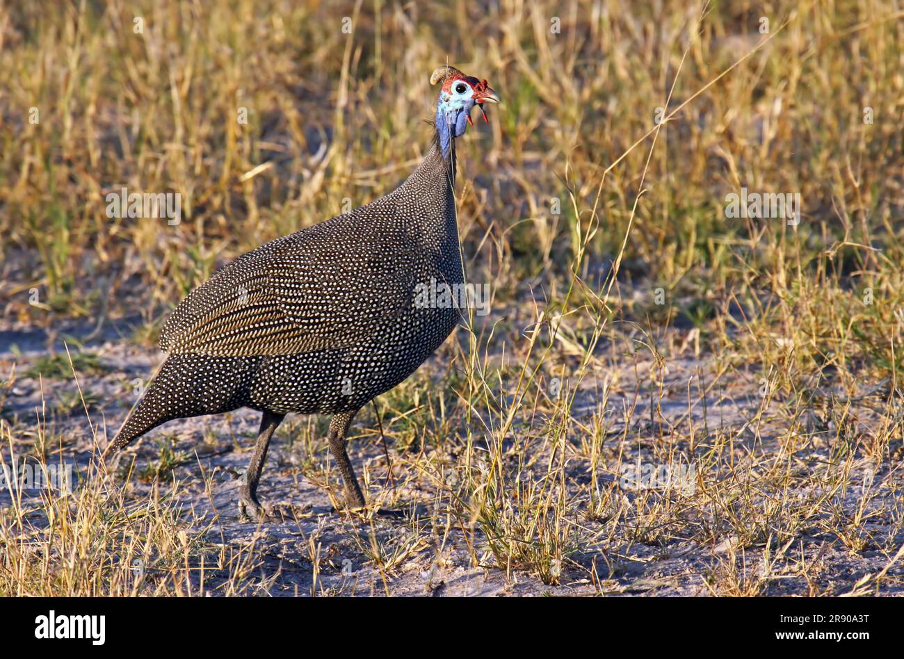 Guinea fowl, Moremi Game Reserve Botswana Stock Photo - Alamy