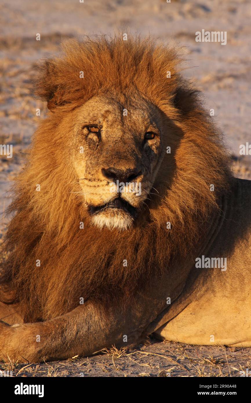(Panthera leo), L Stock Photo - Alamy