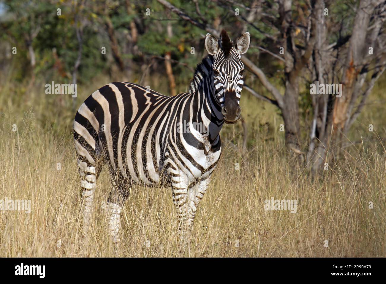 Zebra in the morning light in Mahango National Park, Namibia Stock ...