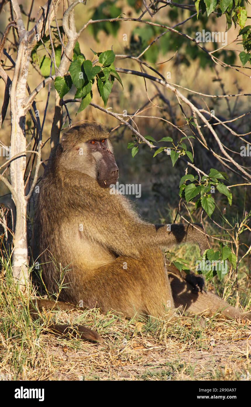 Baboon with battle scars, Moremi Game Reserve Botswana Stock Photo - Alamy