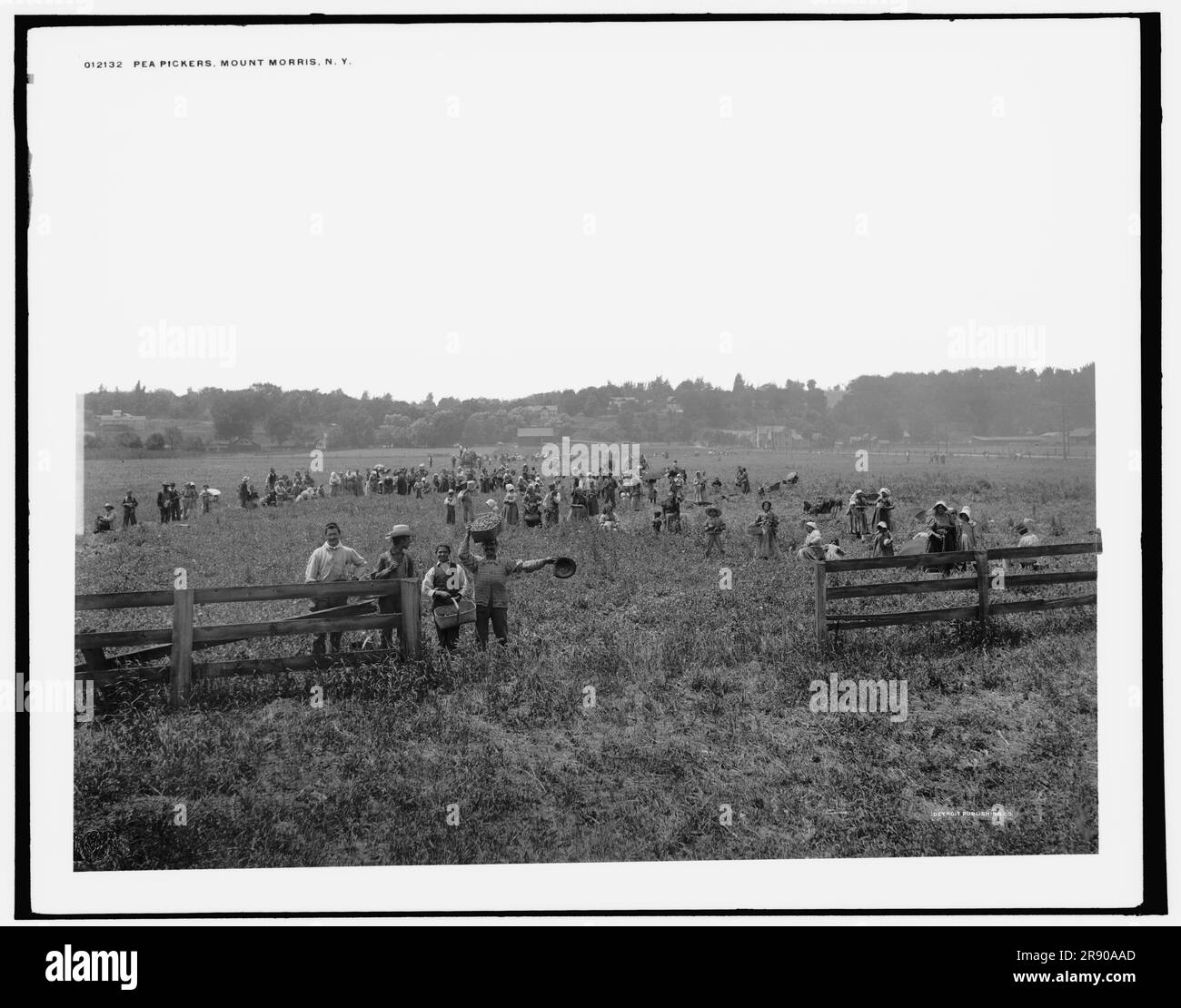 Pea pickers, Mount Morris, N.Y., between 1890 and 1901 Stock Photo - Alamy