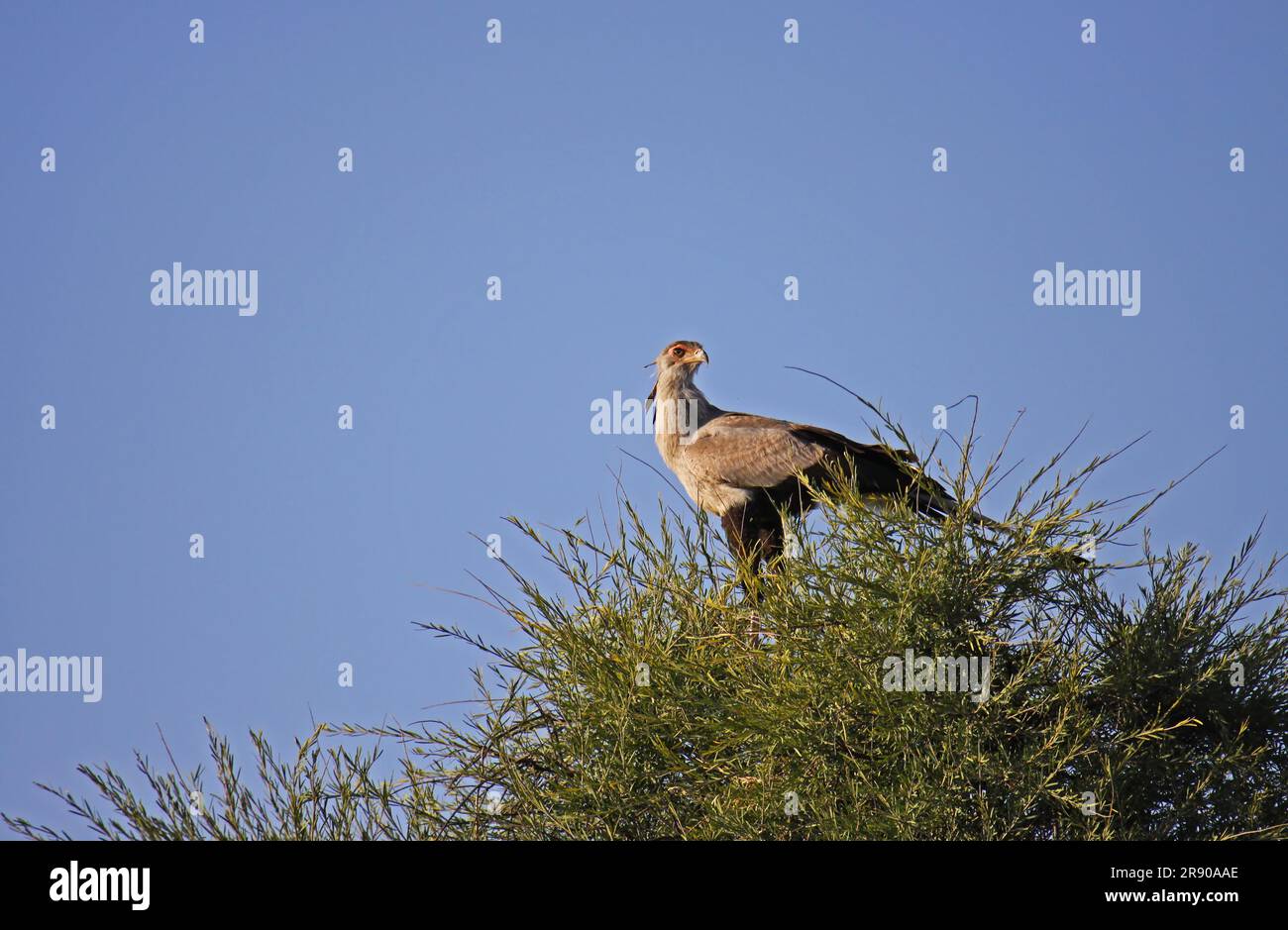 Sekret hi-res stock photography and images - Alamy