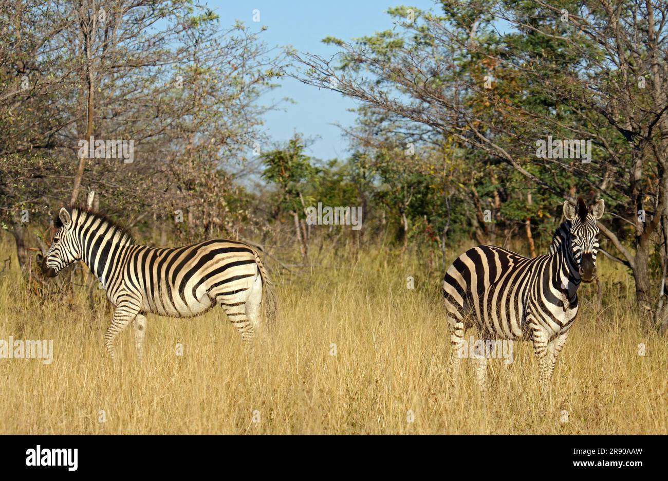 Mahango national park hi-res stock photography and images - Alamy