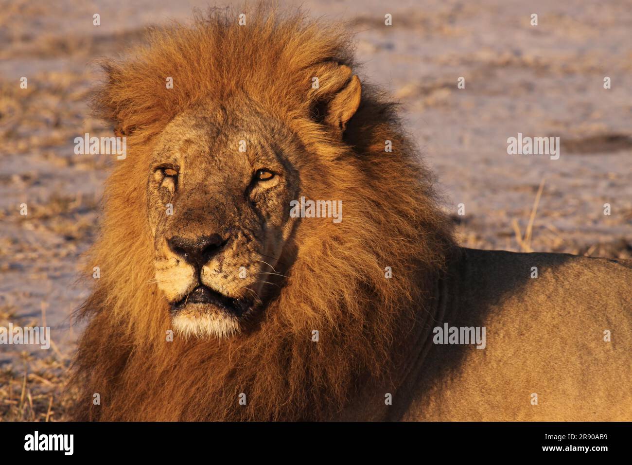 (Panthera leo), L Stock Photo - Alamy