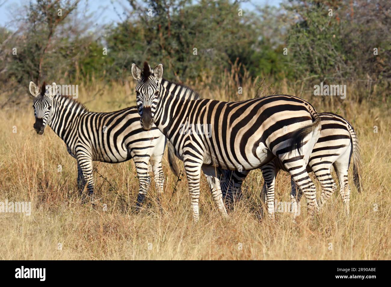 Zebras in the morning light in Mahango National Park, Namibia Stock ...