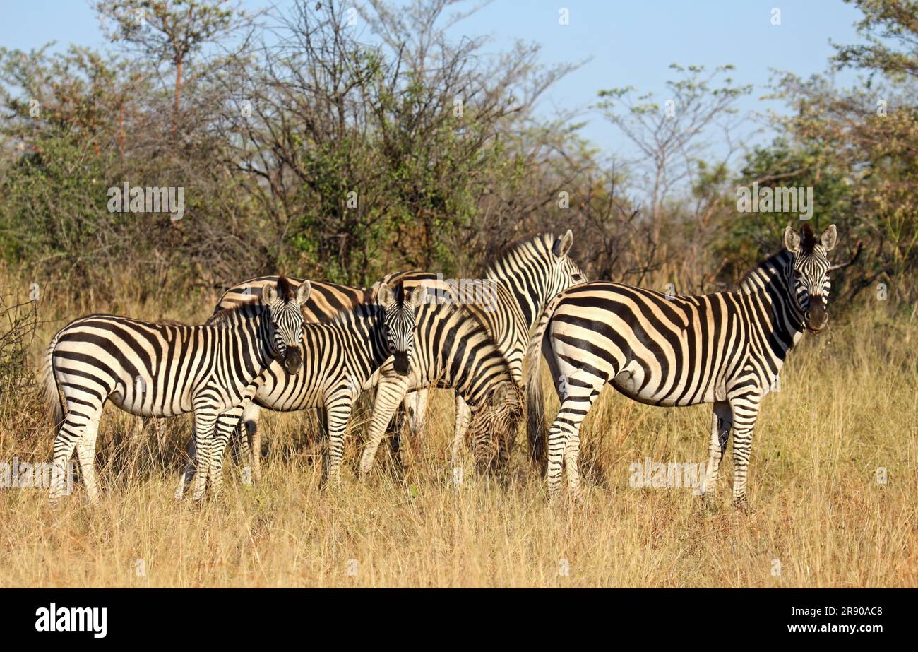Zebras in the morning light in Mahango National Park, Namibia Stock ...