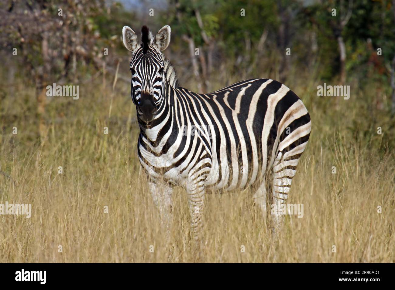 Zebra in the morning light in Mahango National Park, Namibia Stock ...