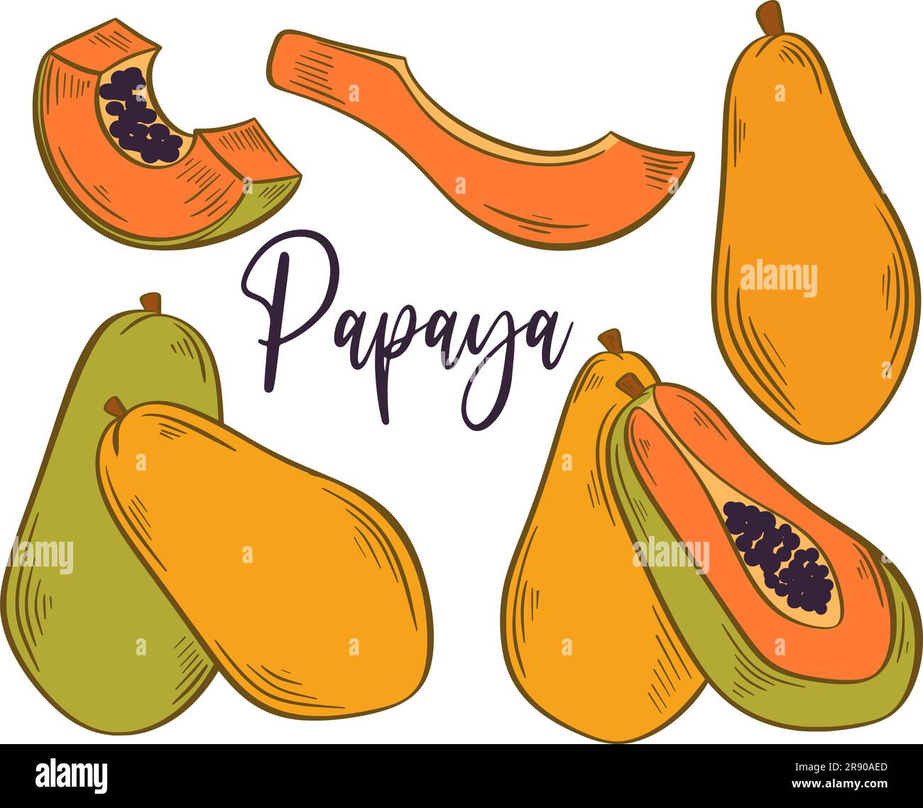 Vector half papaya hand Cut Out Stock Images & Pictures - Alamy