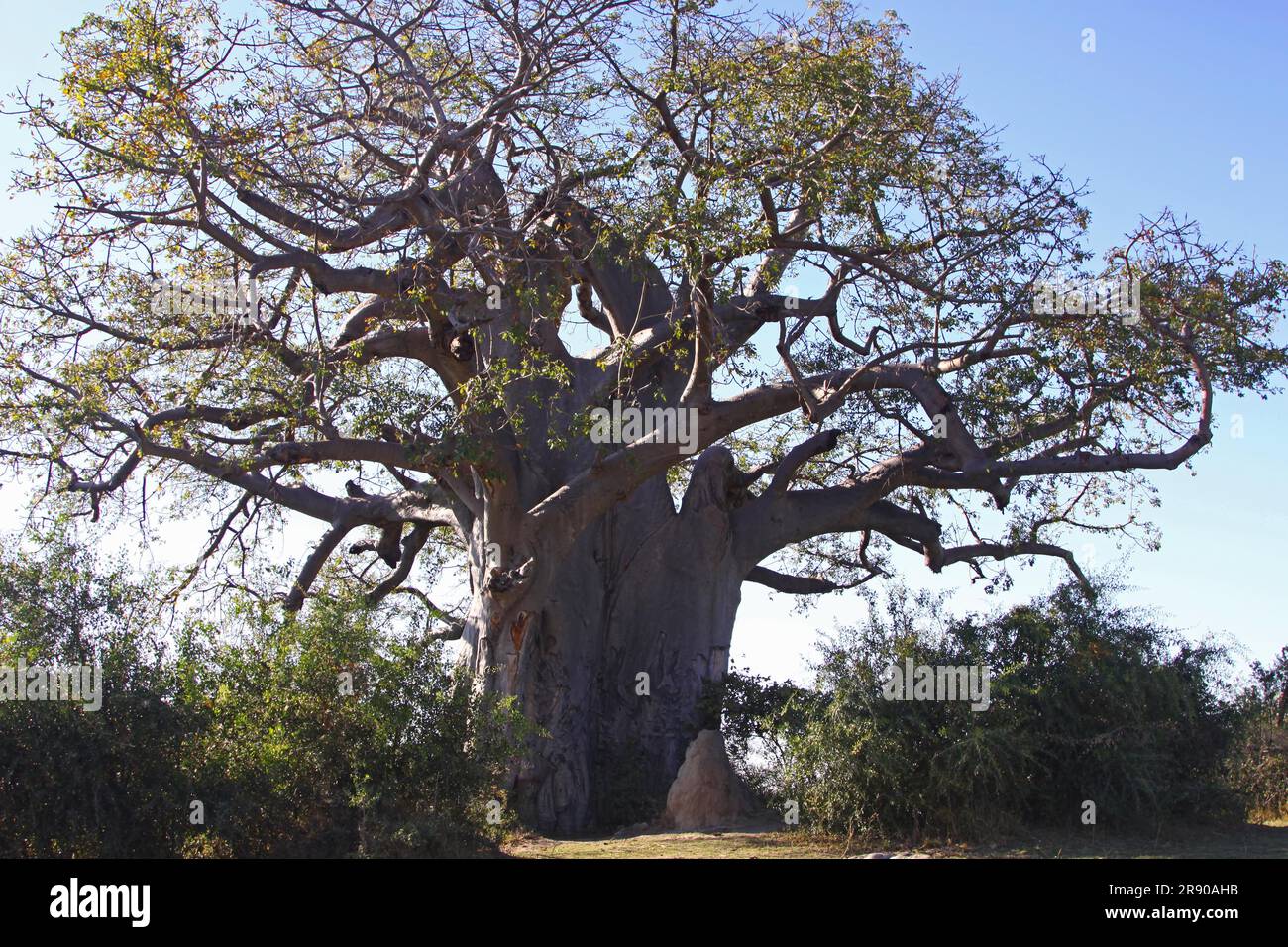 Baobab, Baobab tree, Mahango National Park Namibia Stock Photo - Alamy