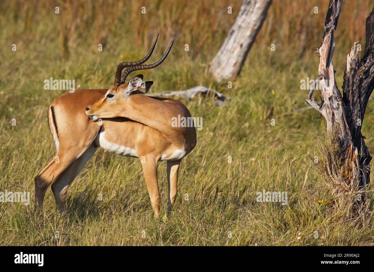 Impala, Moremi Game Reserve Botswana Stock Photo - Alamy