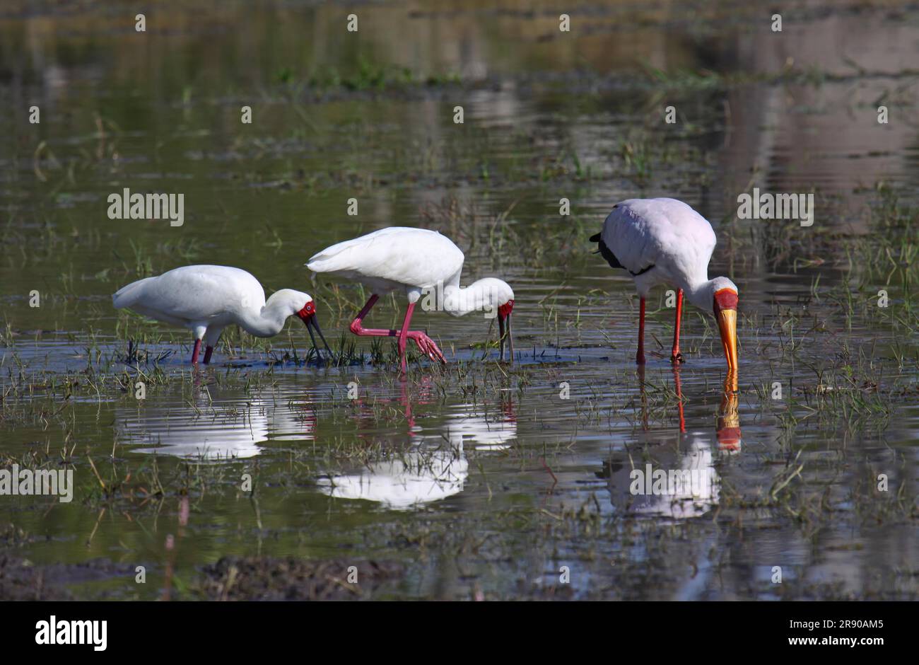 Glutton stork hi-res stock photography and images - Alamy