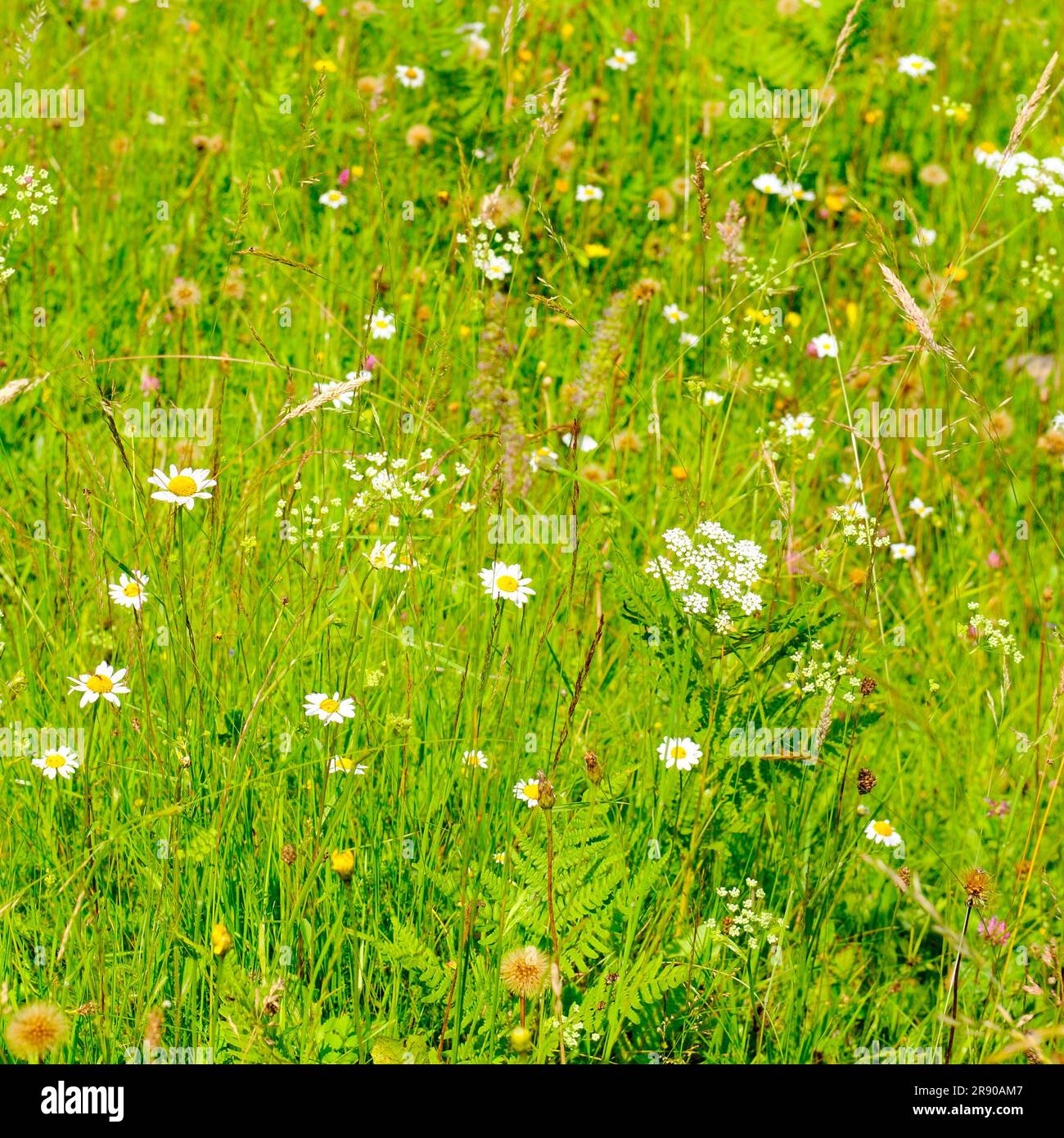 Green grass background texture. Element of design Stock Photo - Alamy
