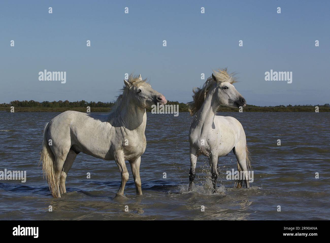 Camargue Horse, Stallions standing in Swamp, Saintes Marie de la Mer in ...