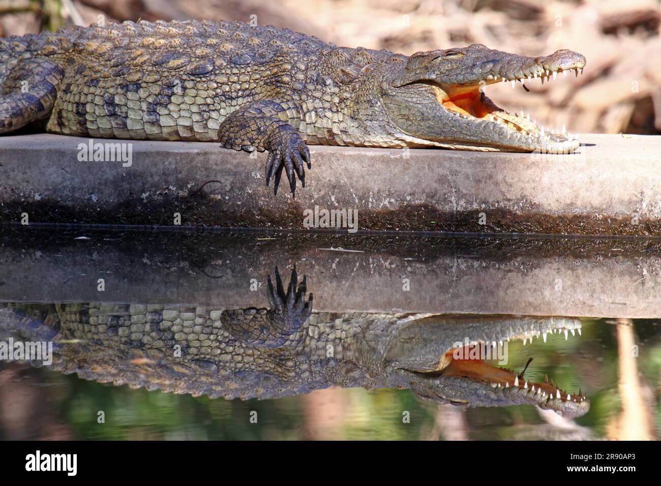 African armored crocodile hi-res stock photography and images - Alamy