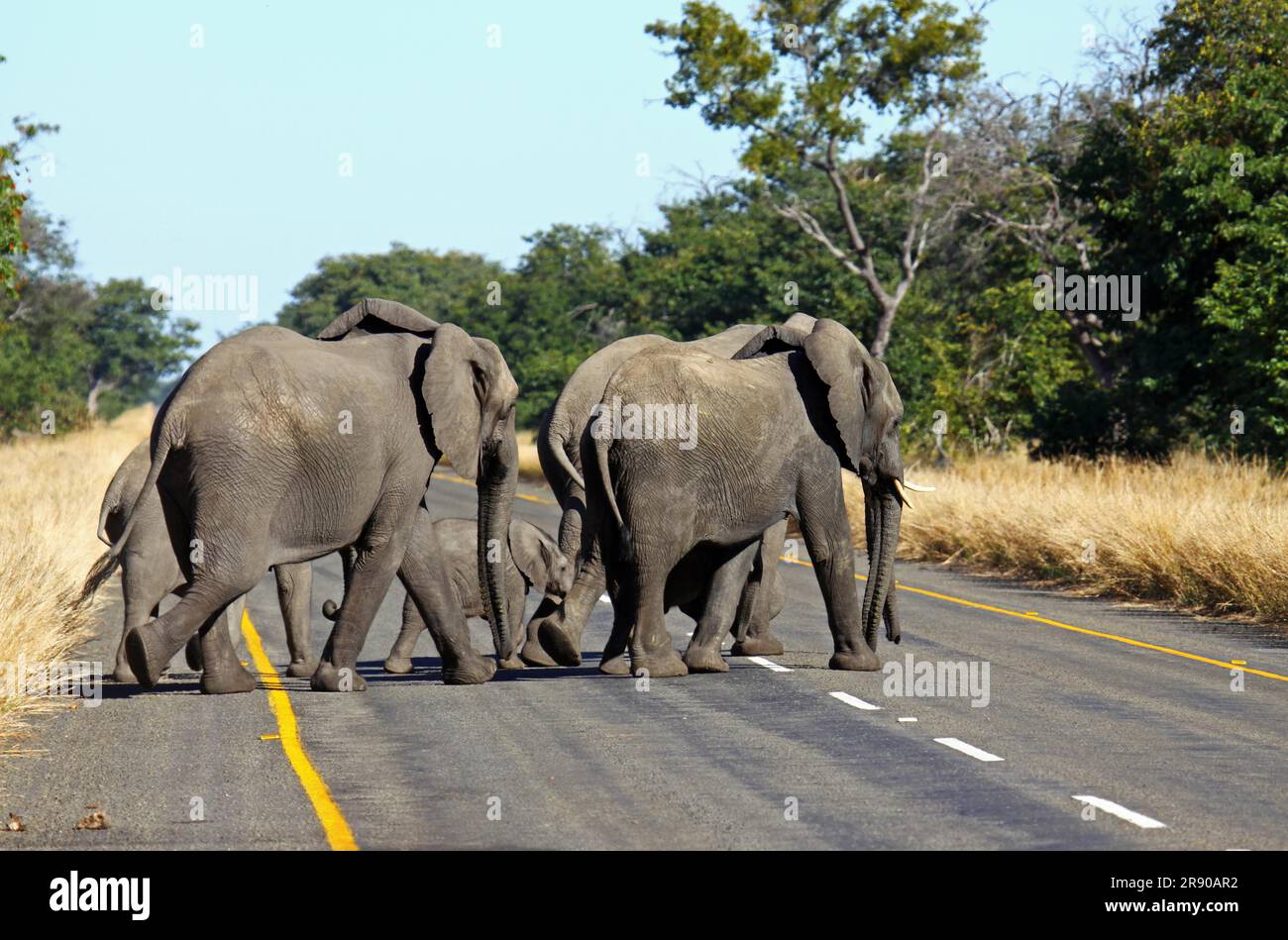 Elephants cross the road Stock Photo - Alamy