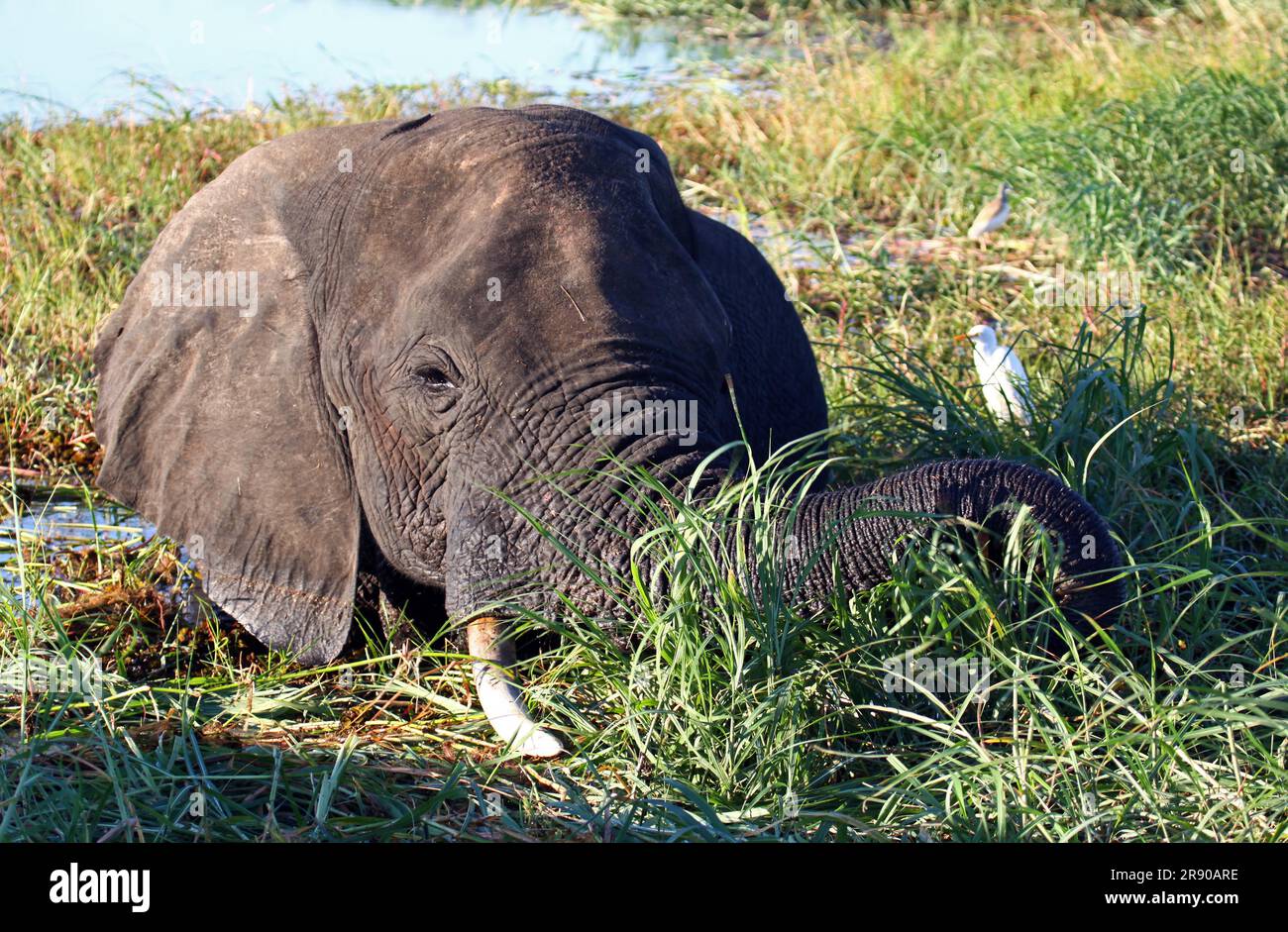 African elephant swimming in the Chobe, Botswana Stock Photo - Alamy