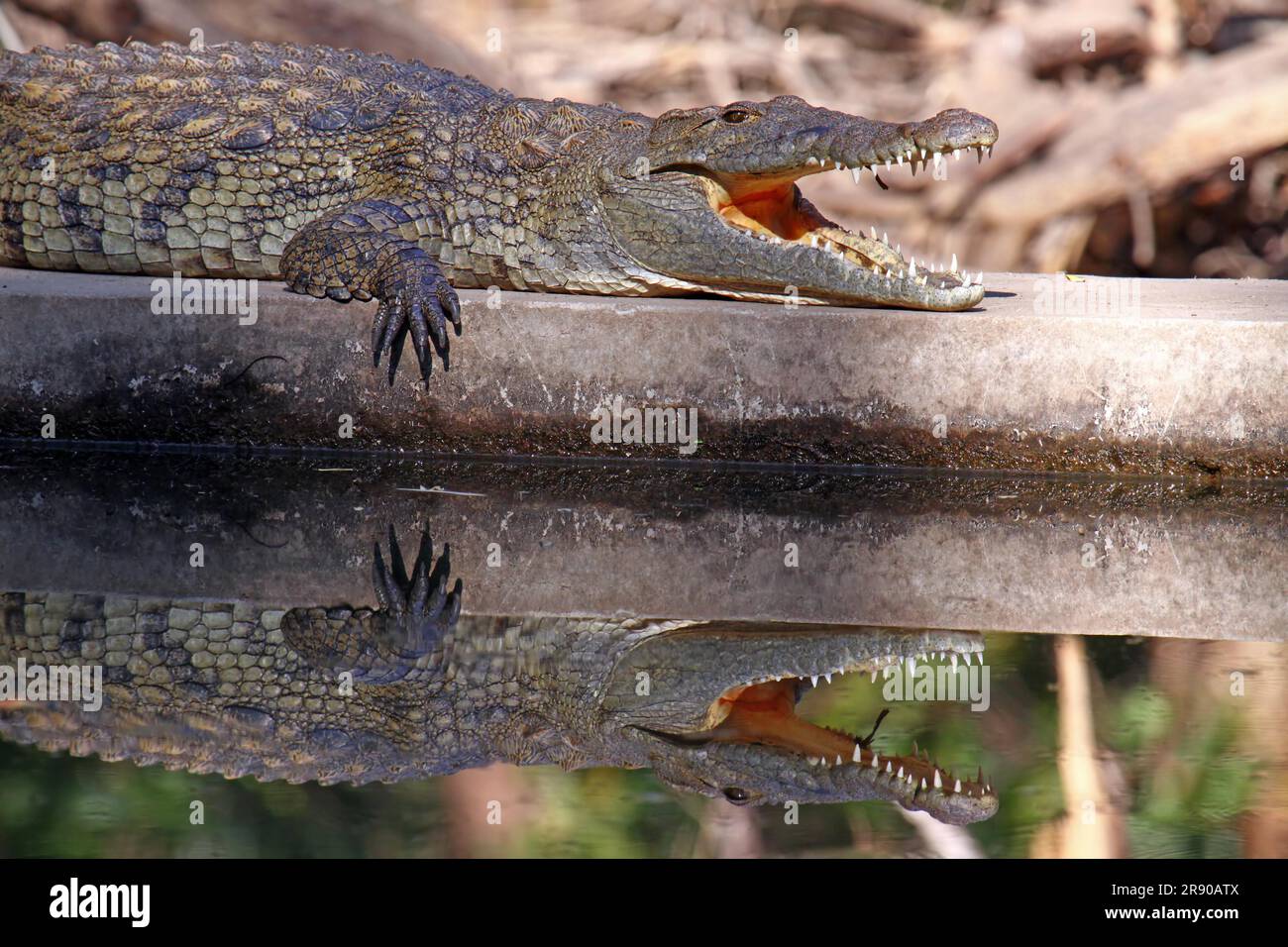 African armored crocodile hi-res stock photography and images - Alamy
