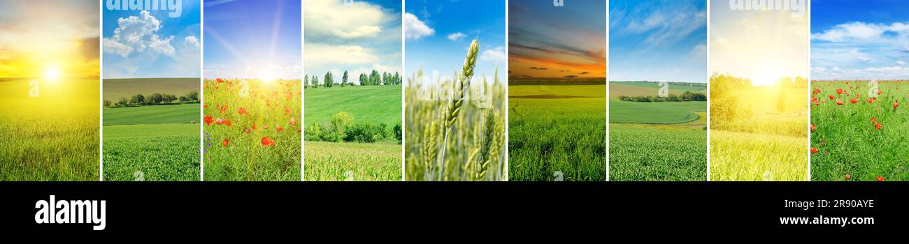 Panoramic view of green field and blue sky with light clouds. Collage ...