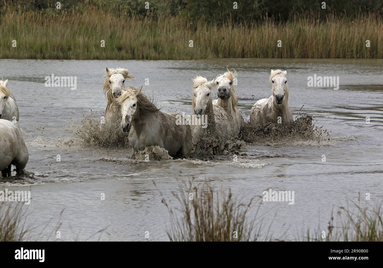 Camargue Horse, Herd in Swamp, Saintes Marie de la Mer in The South of ...