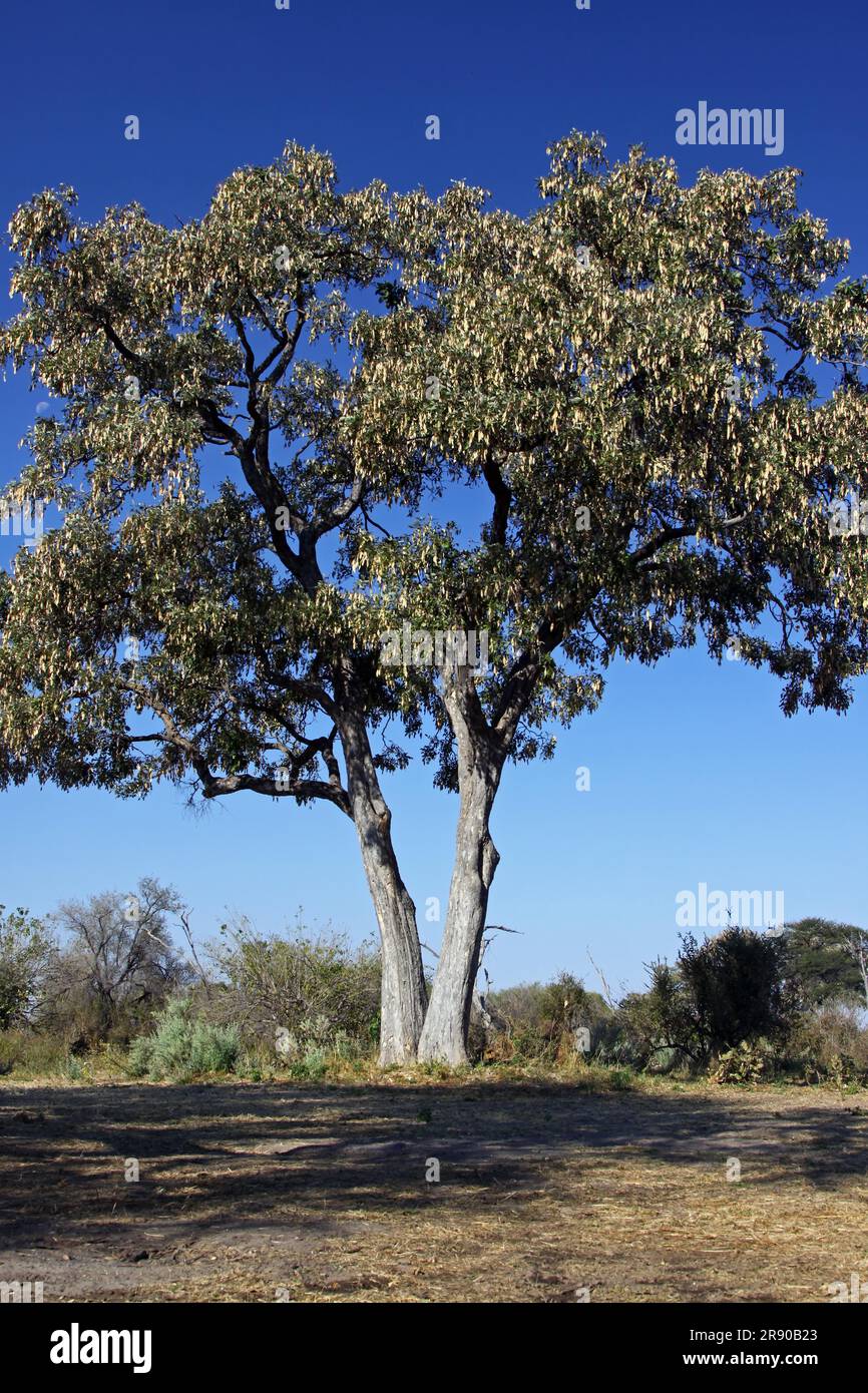 Tree at Moremi Game Reserve Botswana, Tree at Moremi Reserve, Botswana ...