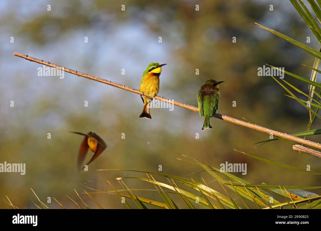 African bee eater hi-res stock photography and images - Alamy