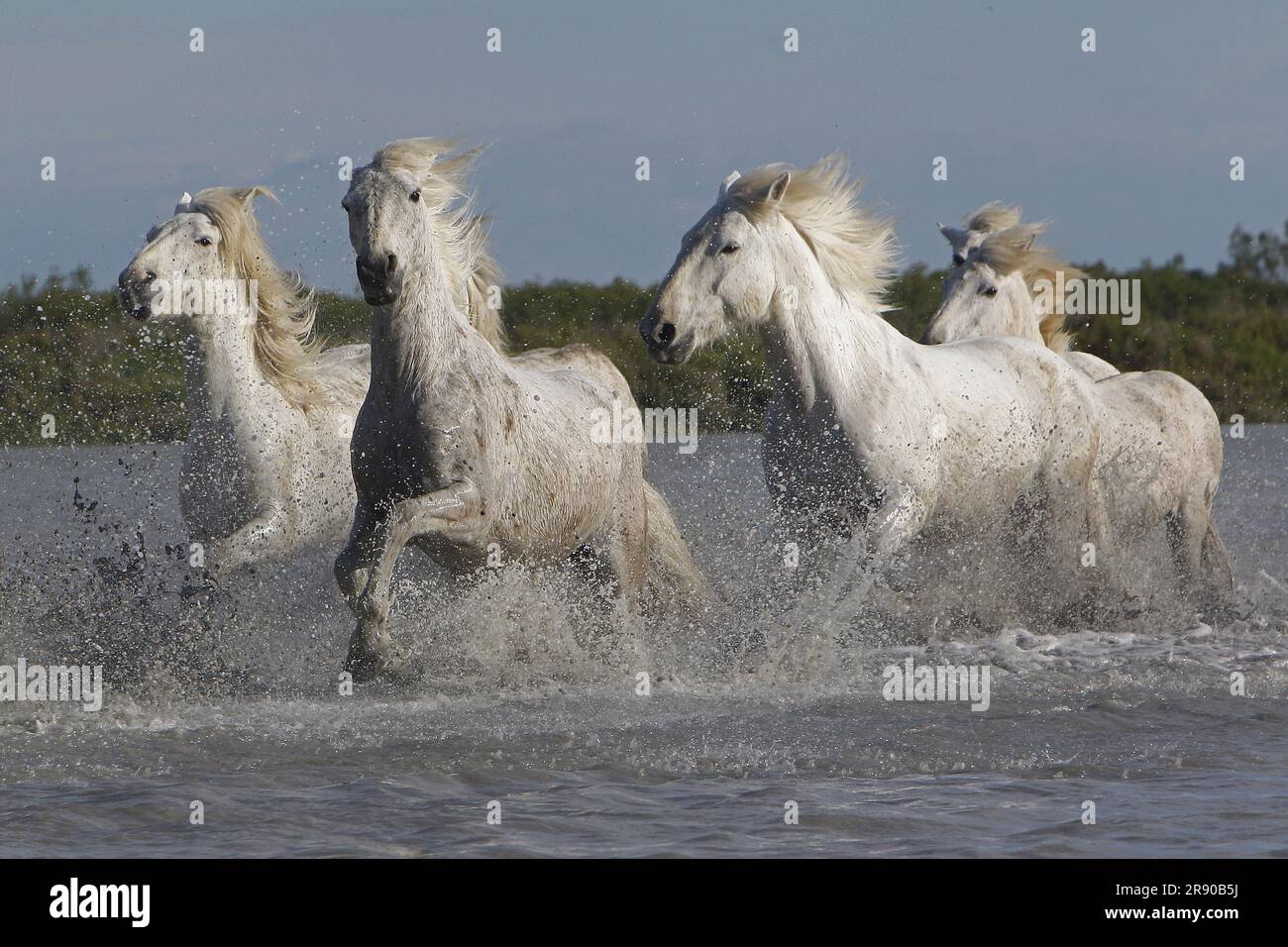 Camargue Horse, Herd Galloping through Swamp, Saintes Marie de la Mer ...