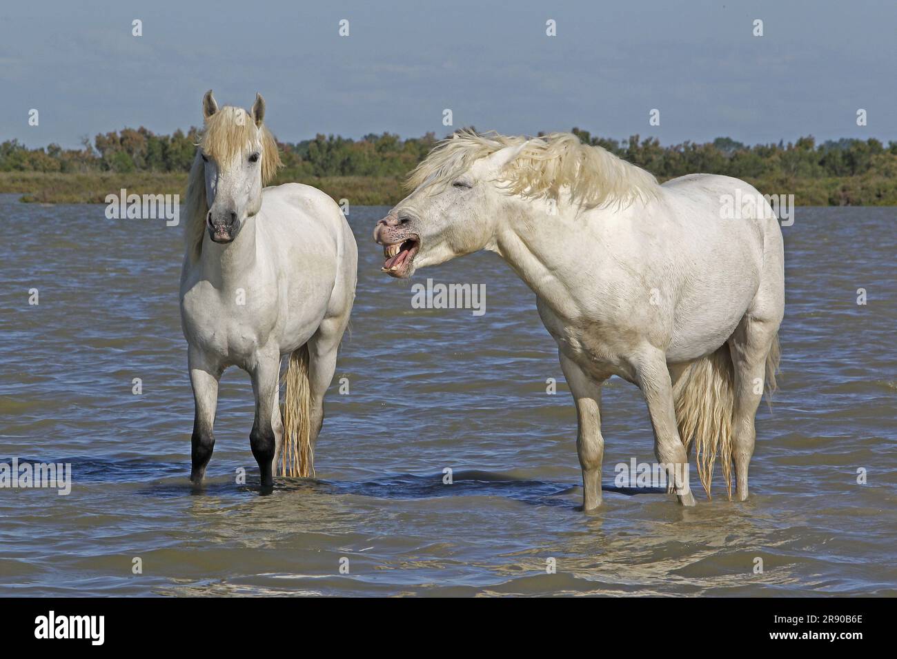 Camargue Horse, Standing in Swamp, Yawning, Saintes Marie de la Mer in ...