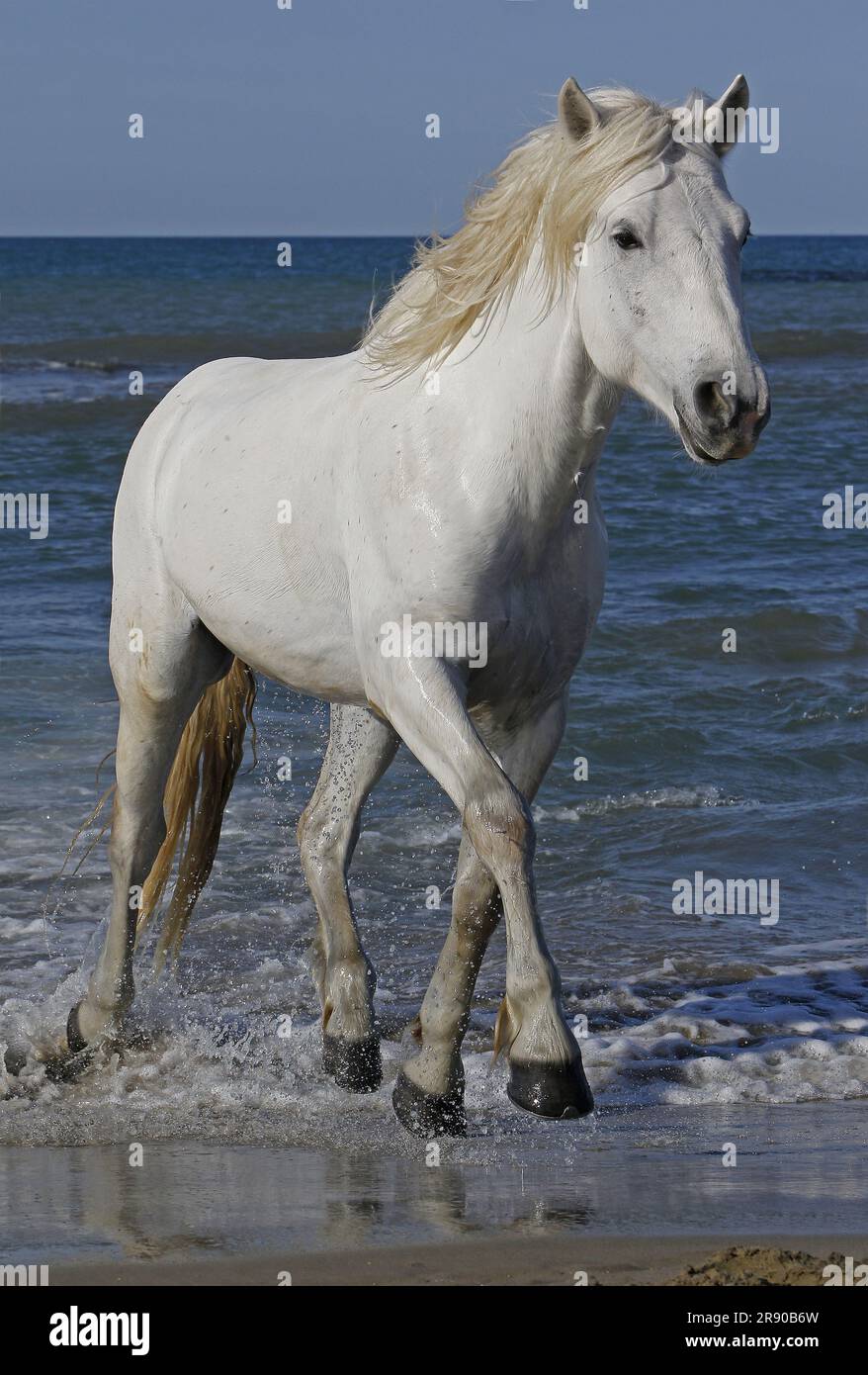 Camargue Horse Trotting on the Beach, Saintes Marie de la Mer in ...